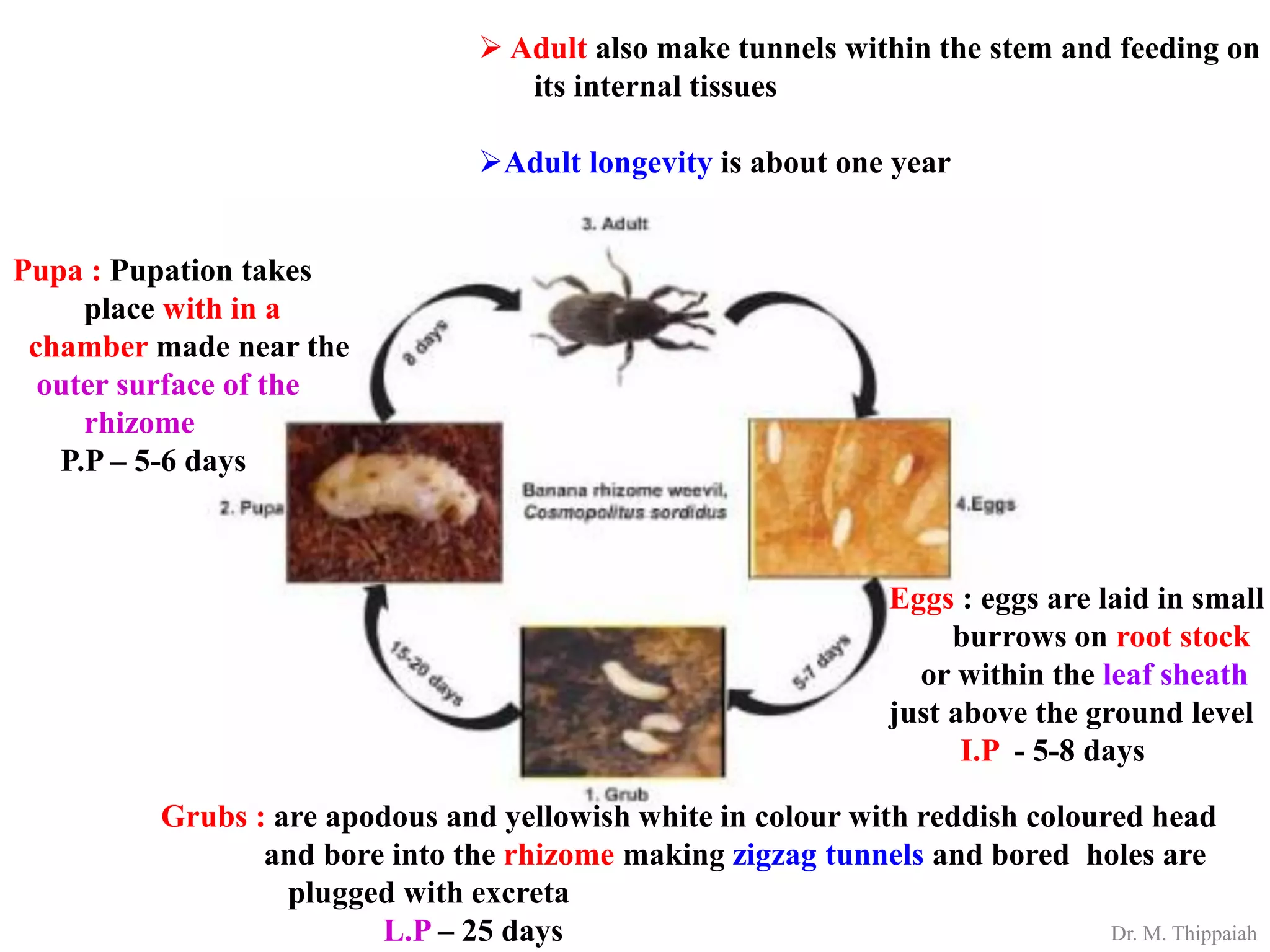 Insect pests of banana | PDF