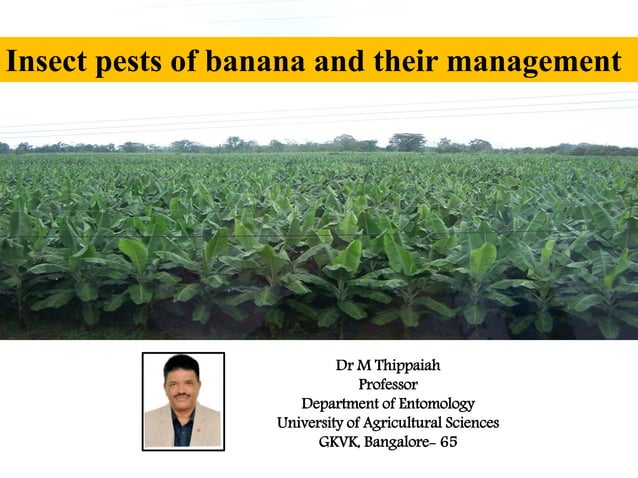 Insect pests of banana | PDF