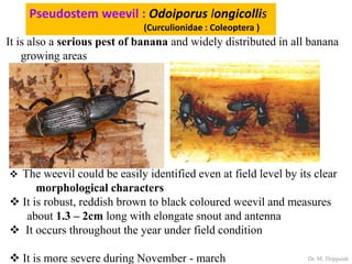 Insect pests of banana | PDF