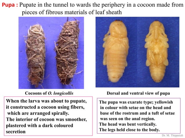 Insect pests of banana | PDF