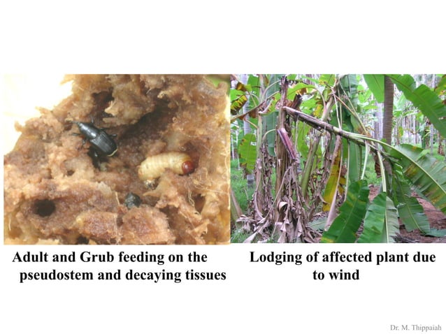 Insect pests of banana | PDF