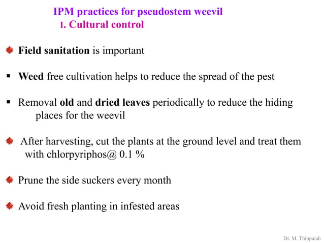 Insect pests of banana | PDF