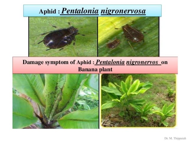 Insect pests of banana | PDF