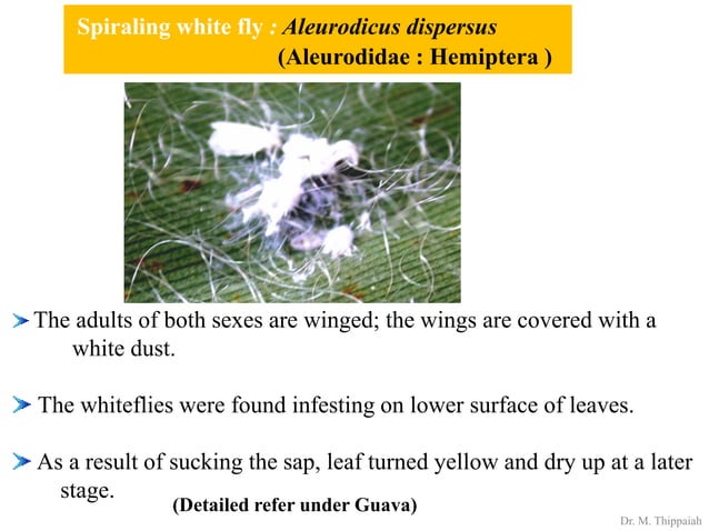 Insect pests of banana | PDF