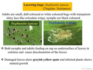 Insect pests of banana | PDF