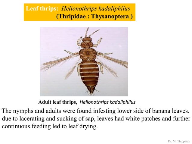 Insect pests of banana | PDF