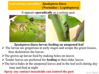 Insect pests of banana | PDF