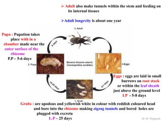 Insect pests of banana | PDF