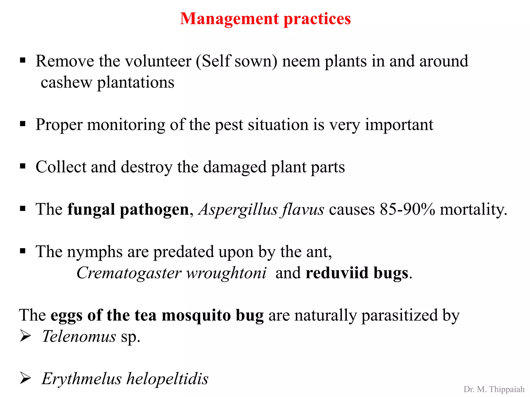 Insect pests of cashew | PDF