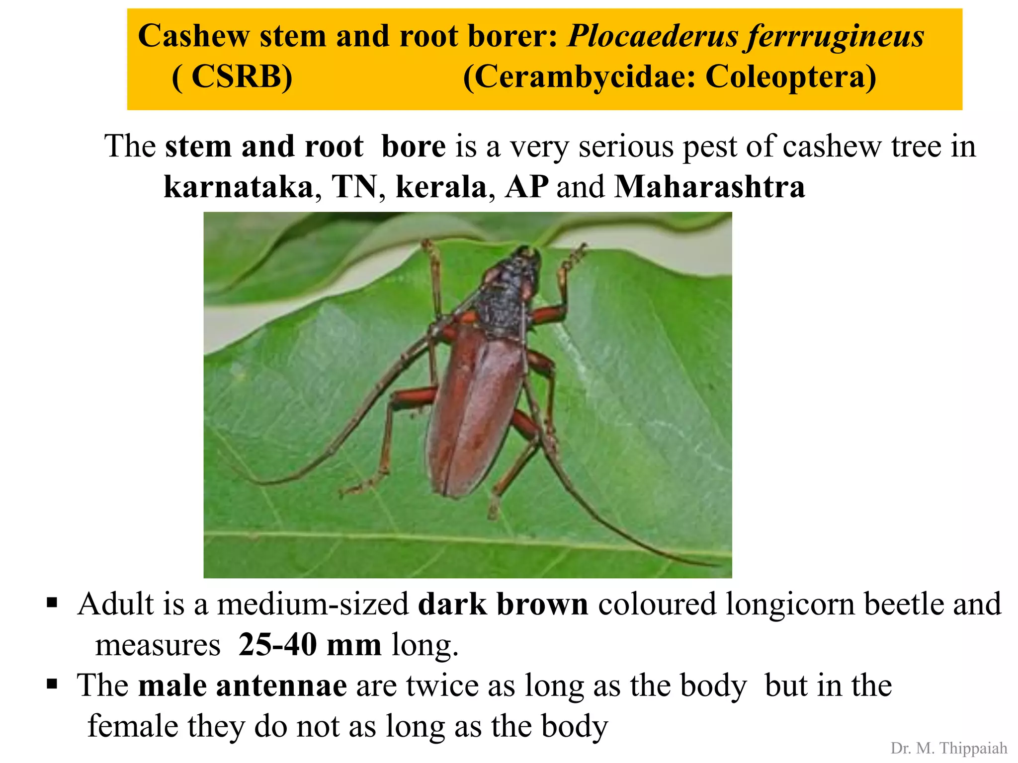 Insect pests of cashew | PDF