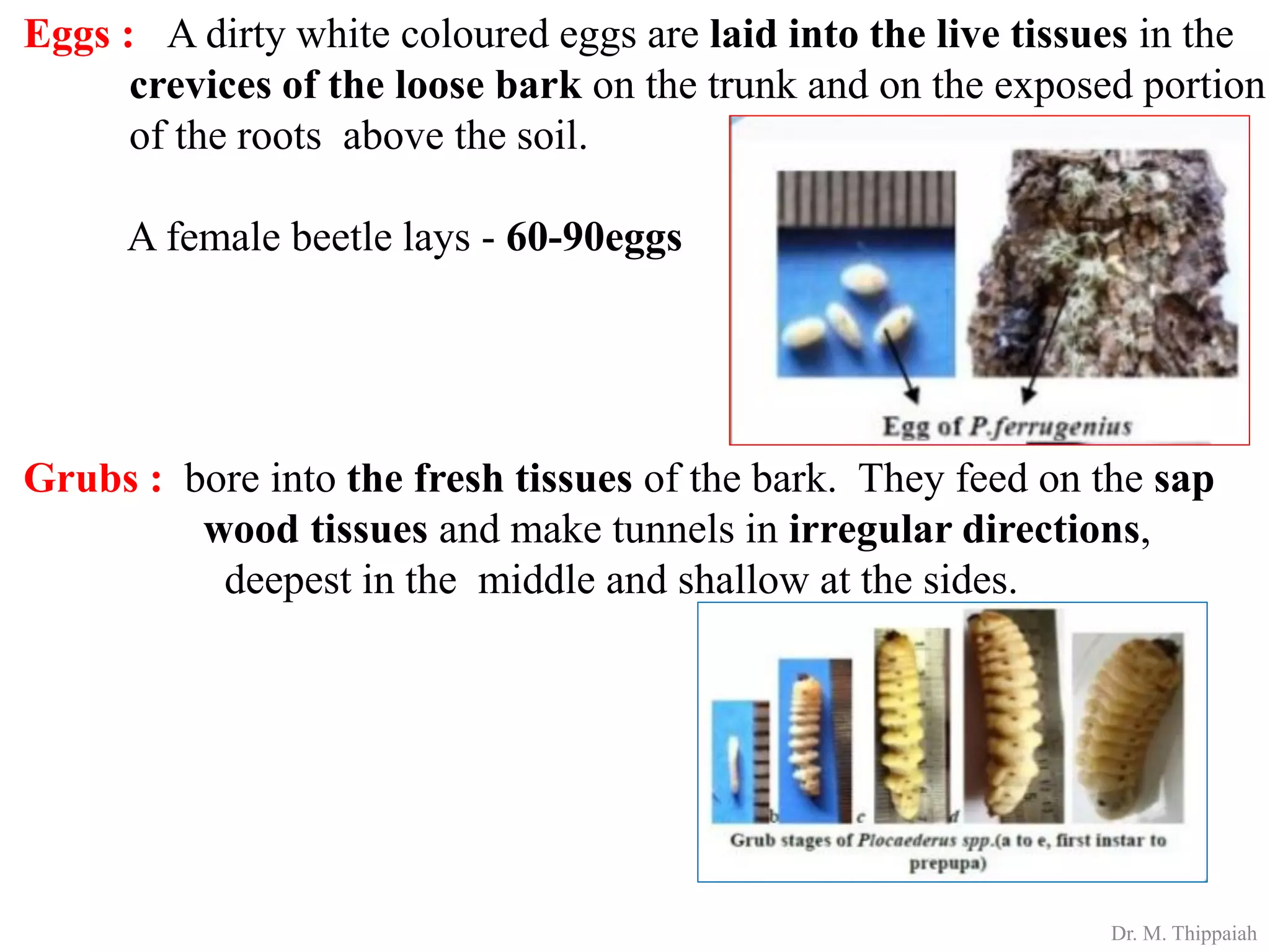 Insect pests of cashew | PDF