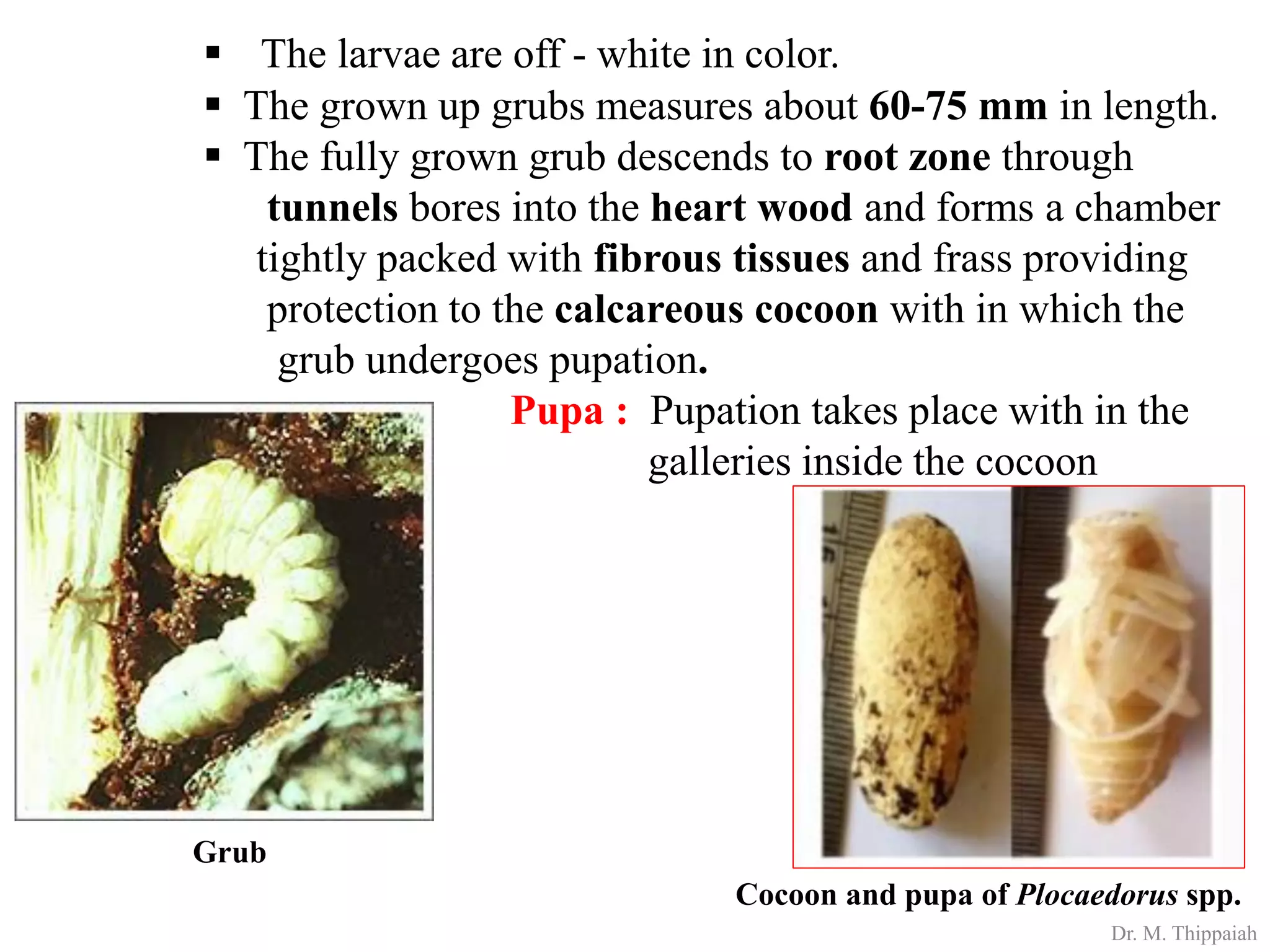 Insect pests of cashew | PDF