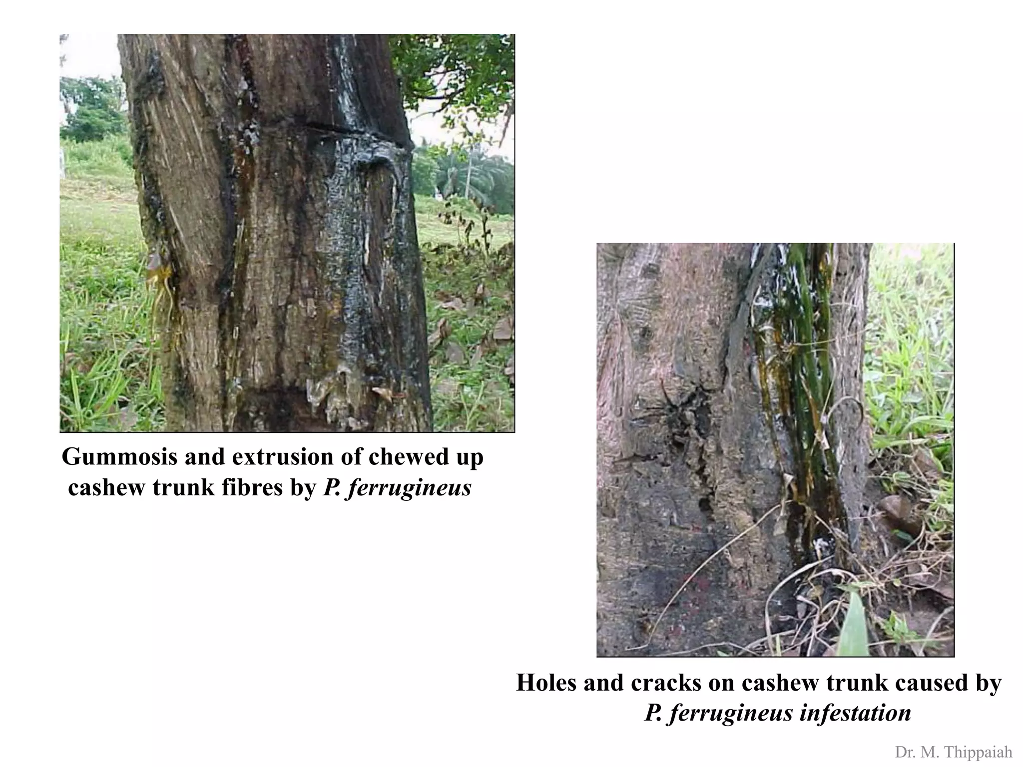 Insect pests of cashew | PDF