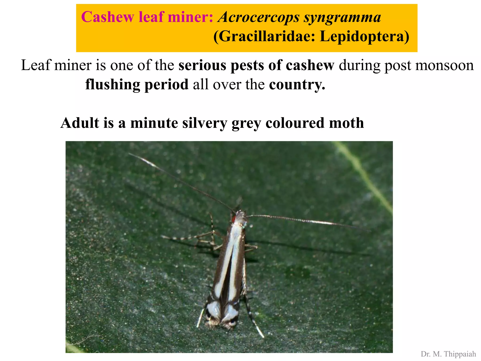 Insect pests of cashew | PDF