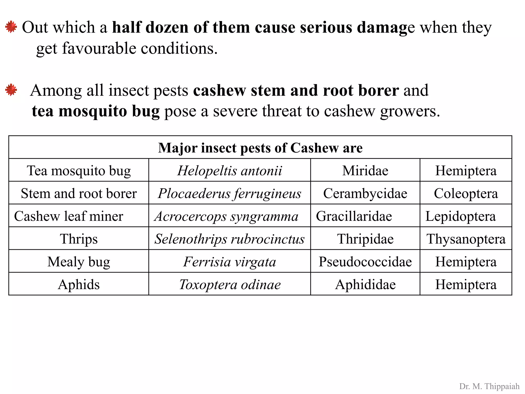 Insect pests of cashew | PDF