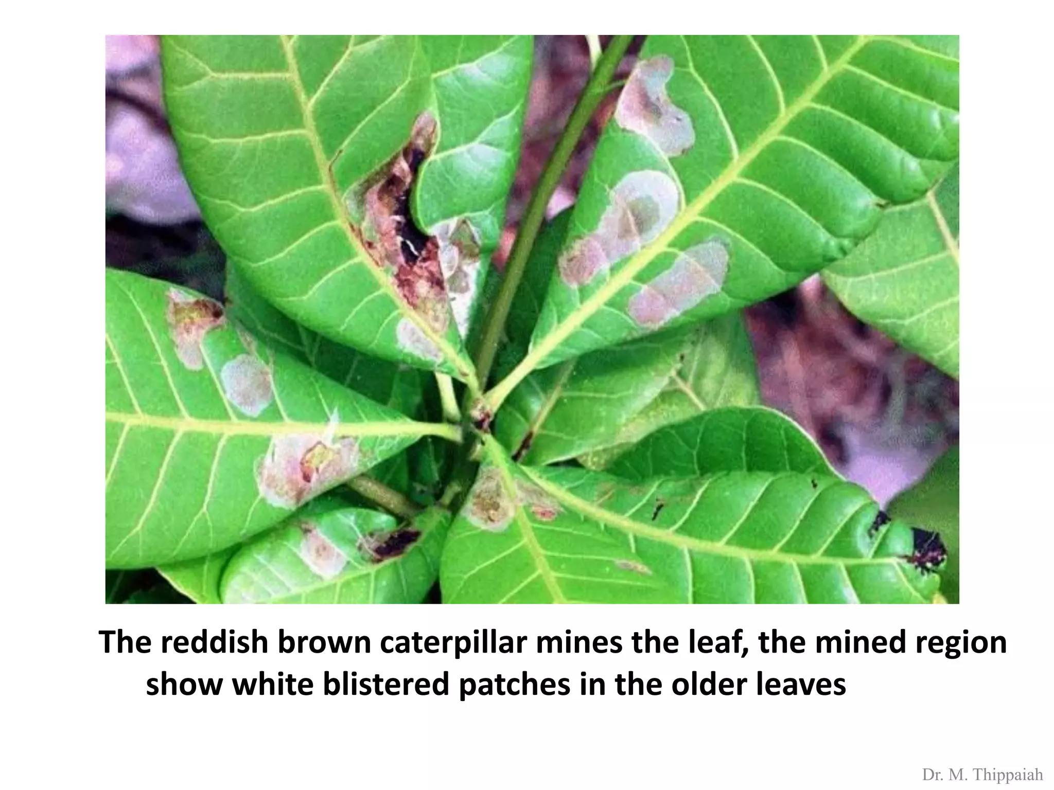 Insect pests of cashew | PDF