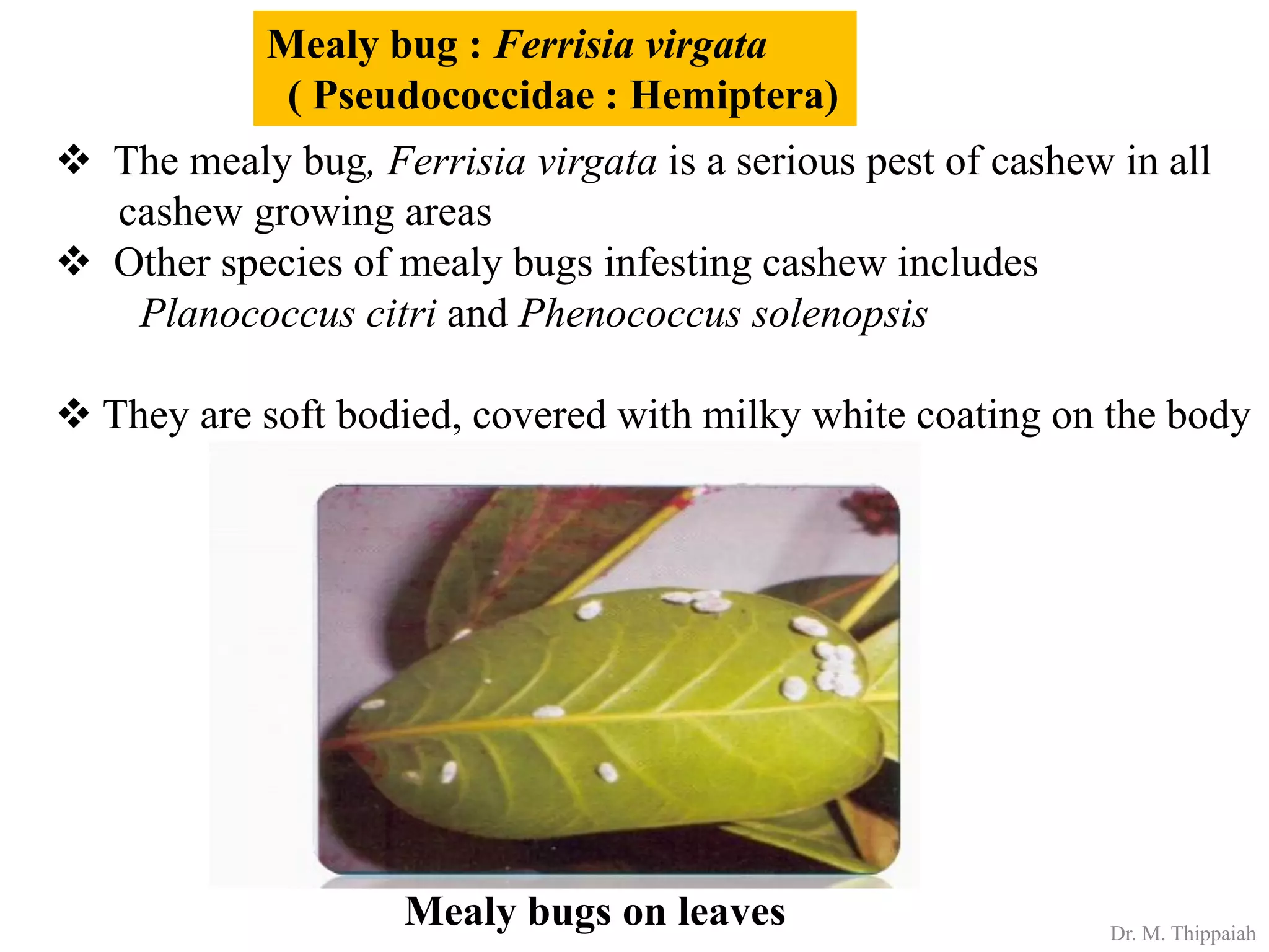 Insect pests of cashew | PDF