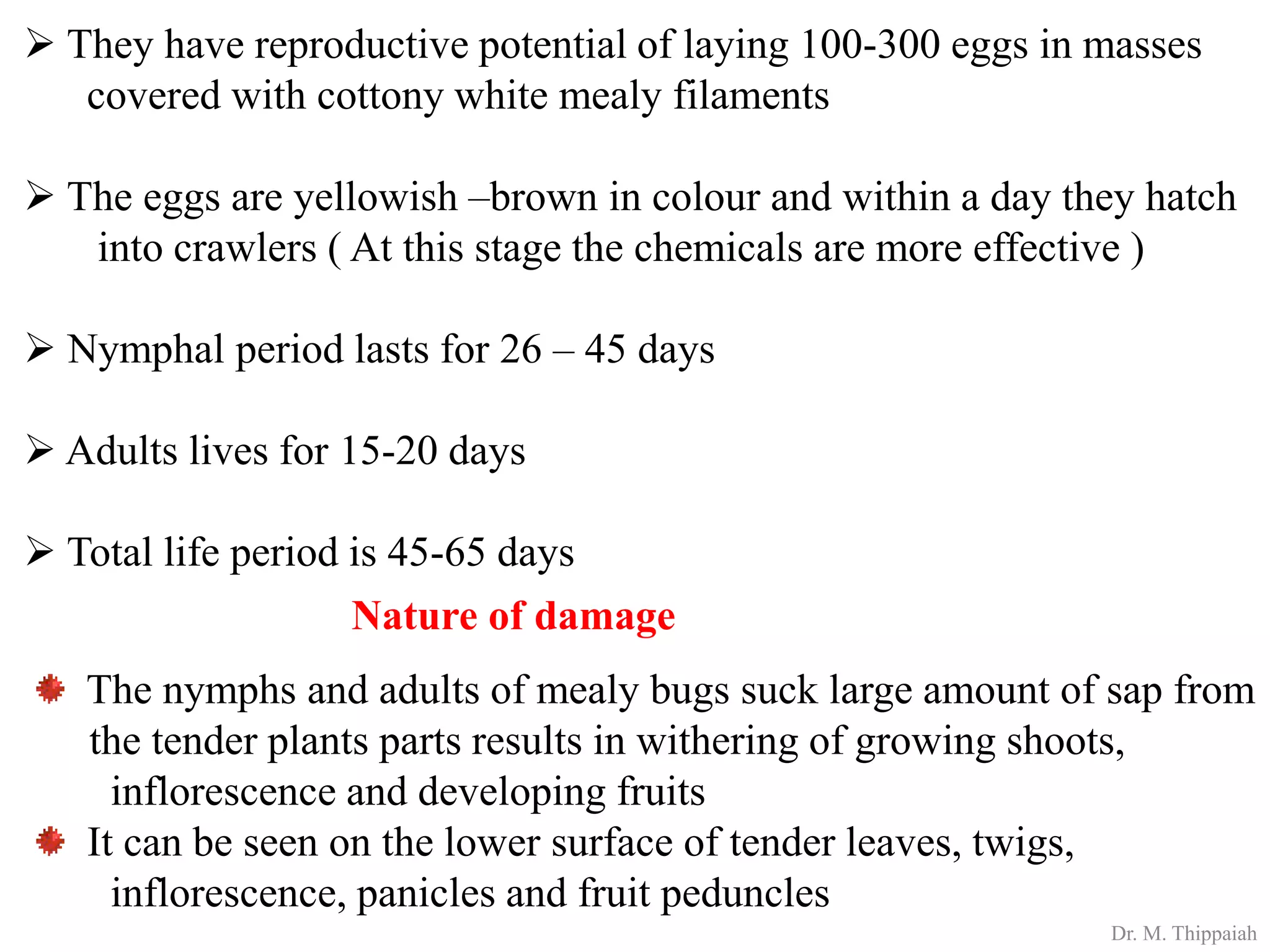 Insect pests of cashew | PDF