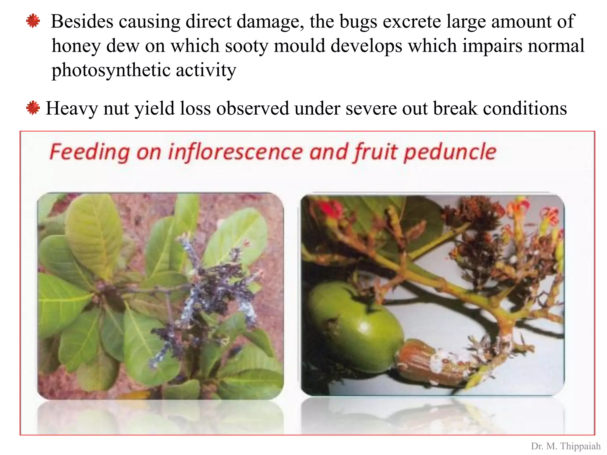 Insect pests of cashew | PDF