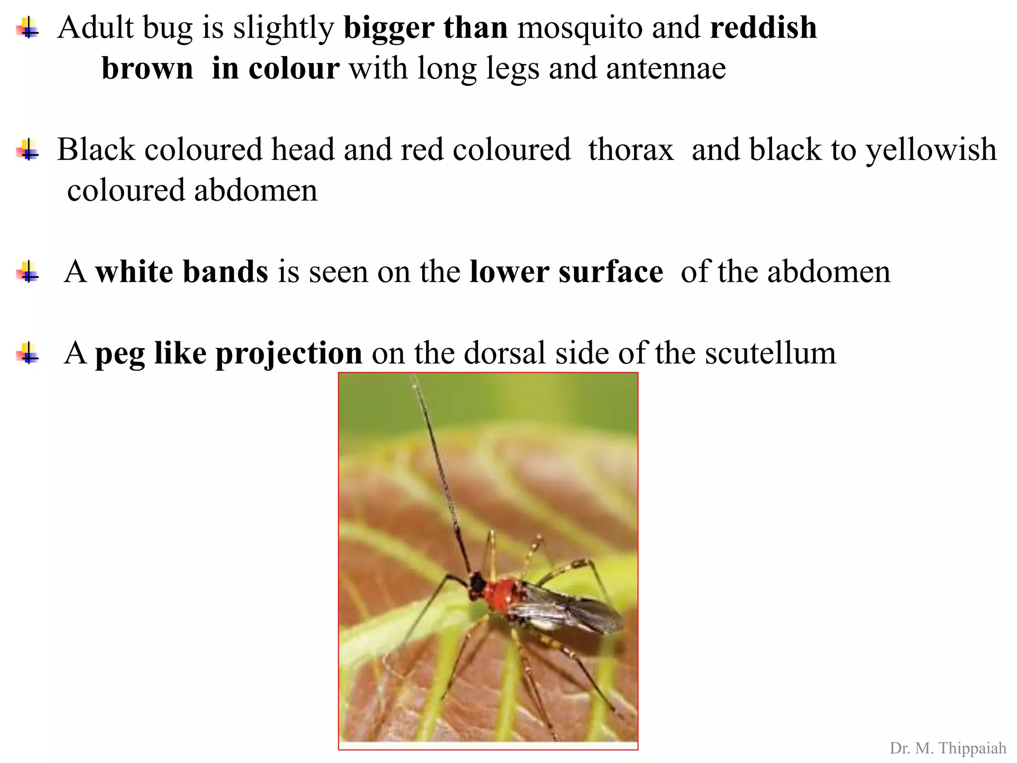 Insect pests of cashew | PDF
