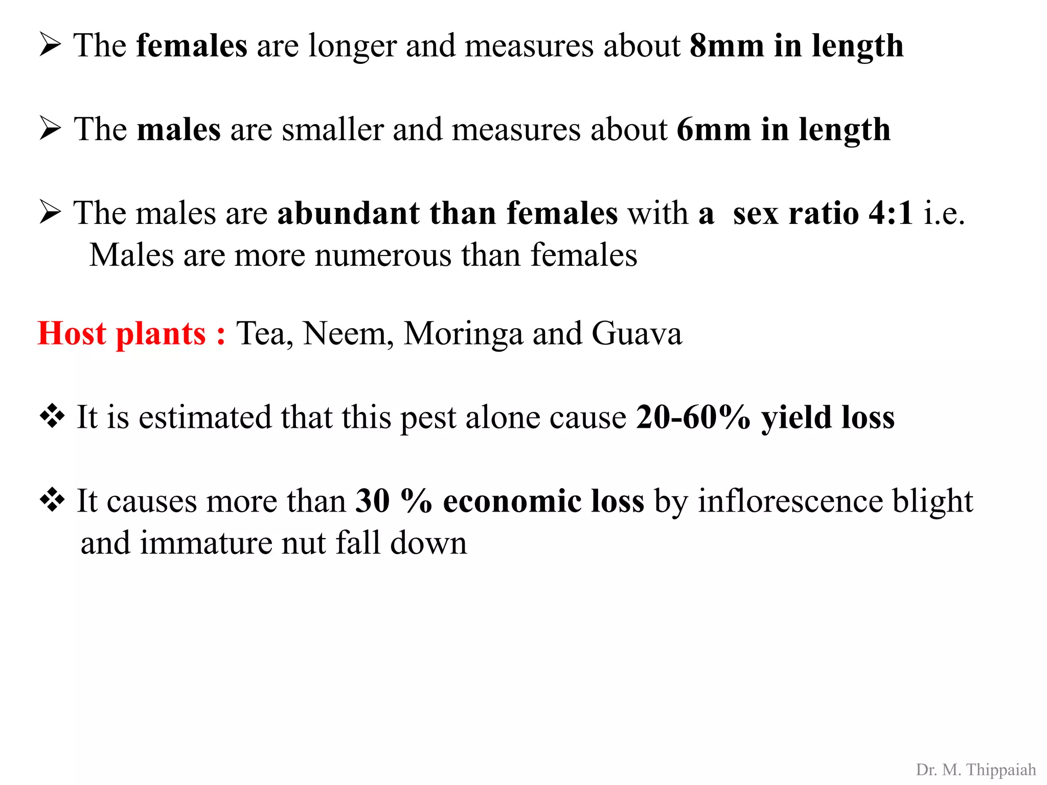 Insect pests of cashew | PDF