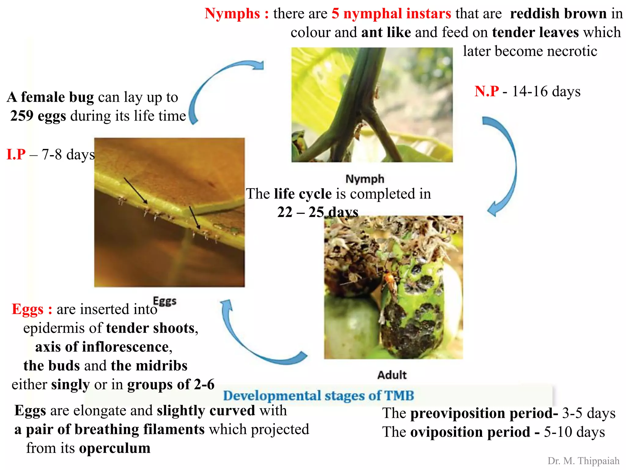 Insect pests of cashew | PDF