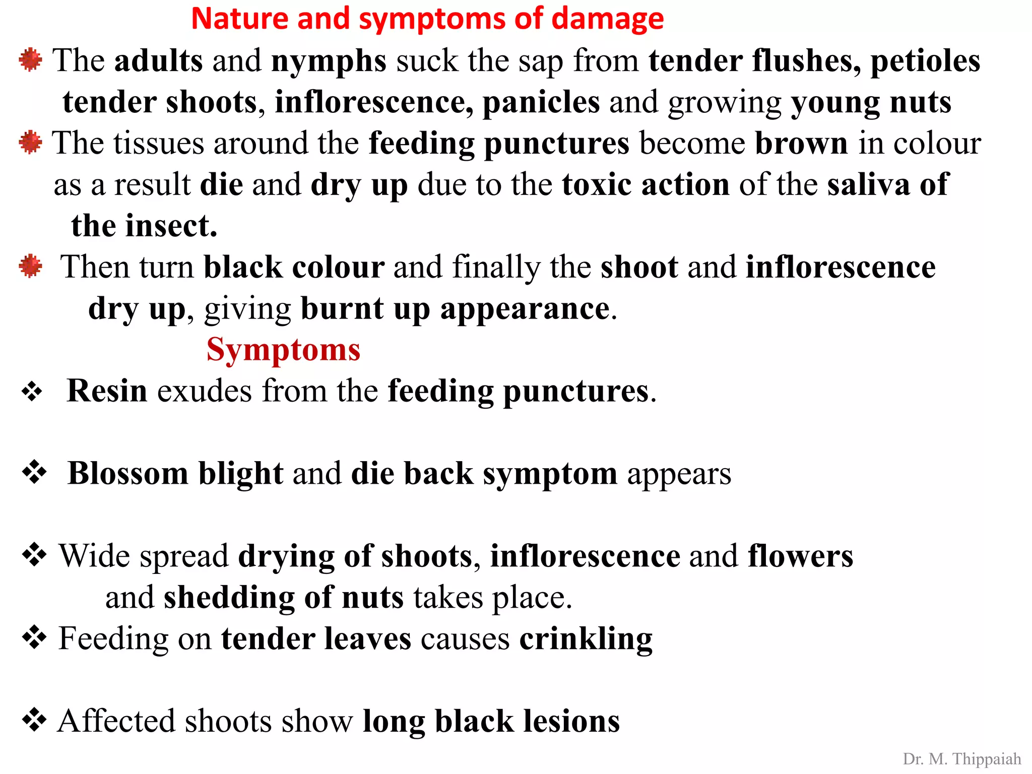 Insect pests of cashew | PDF