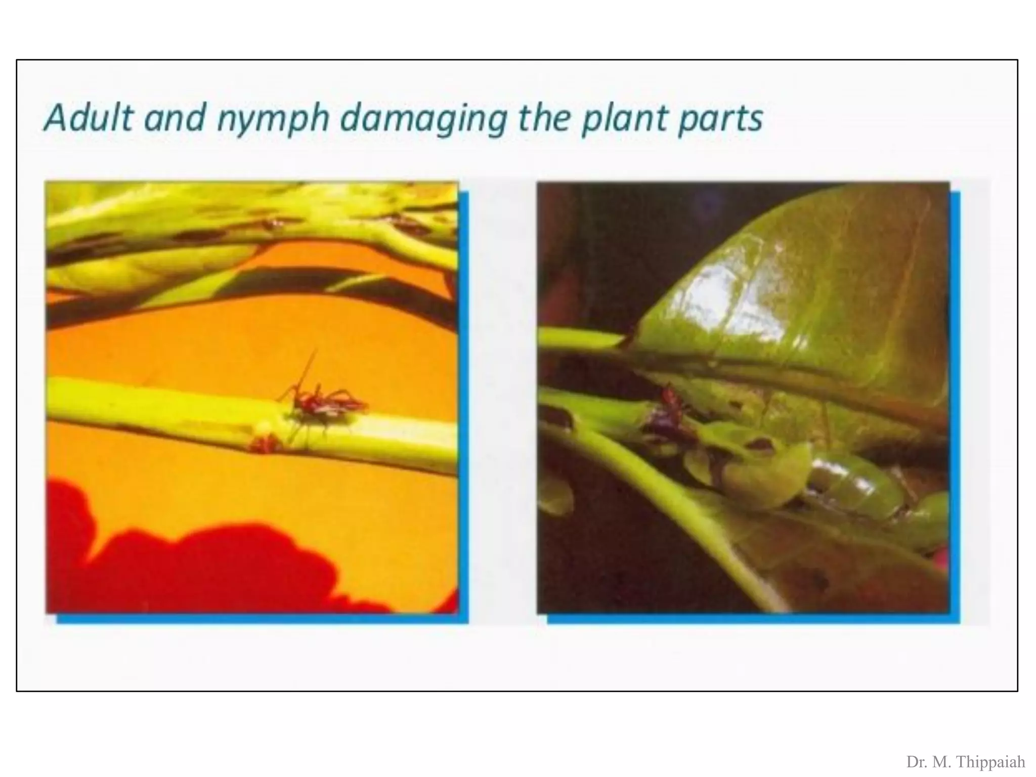 Insect pests of cashew | PDF