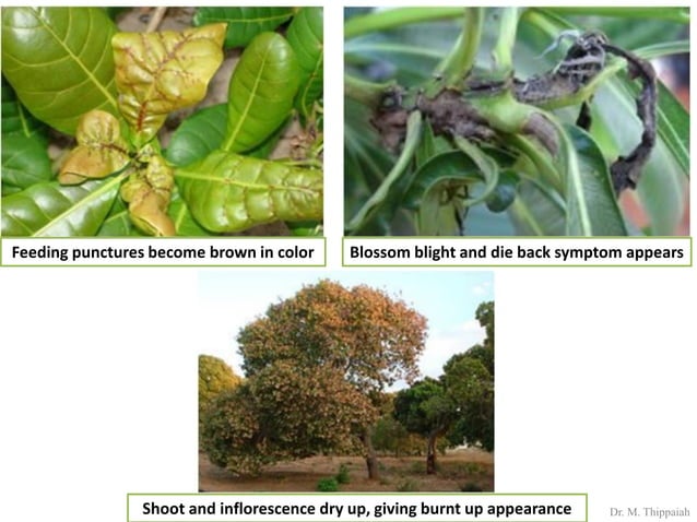 Insect pests of cashew | PDF