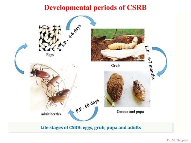 Insect pests of cashew | PDF
