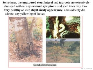 Insect pests of cashew | PDF