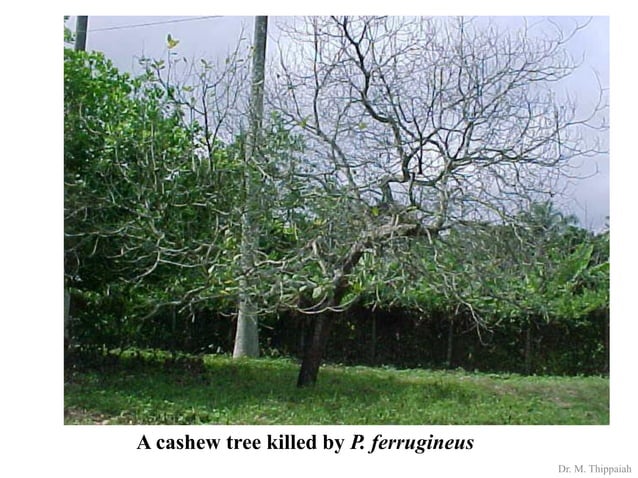 Insect pests of cashew | PDF