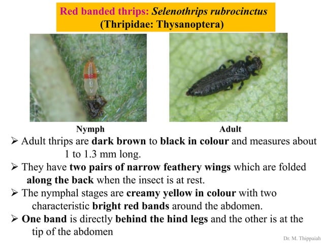 Insect pests of cashew | PDF