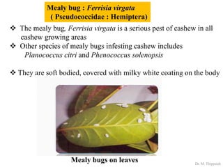 Insect pests of cashew | PDF