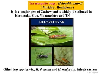 Insect pests of cashew | PDF