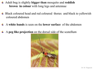 Insect pests of cashew | PDF