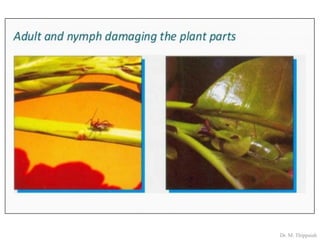 Insect pests of cashew | PDF