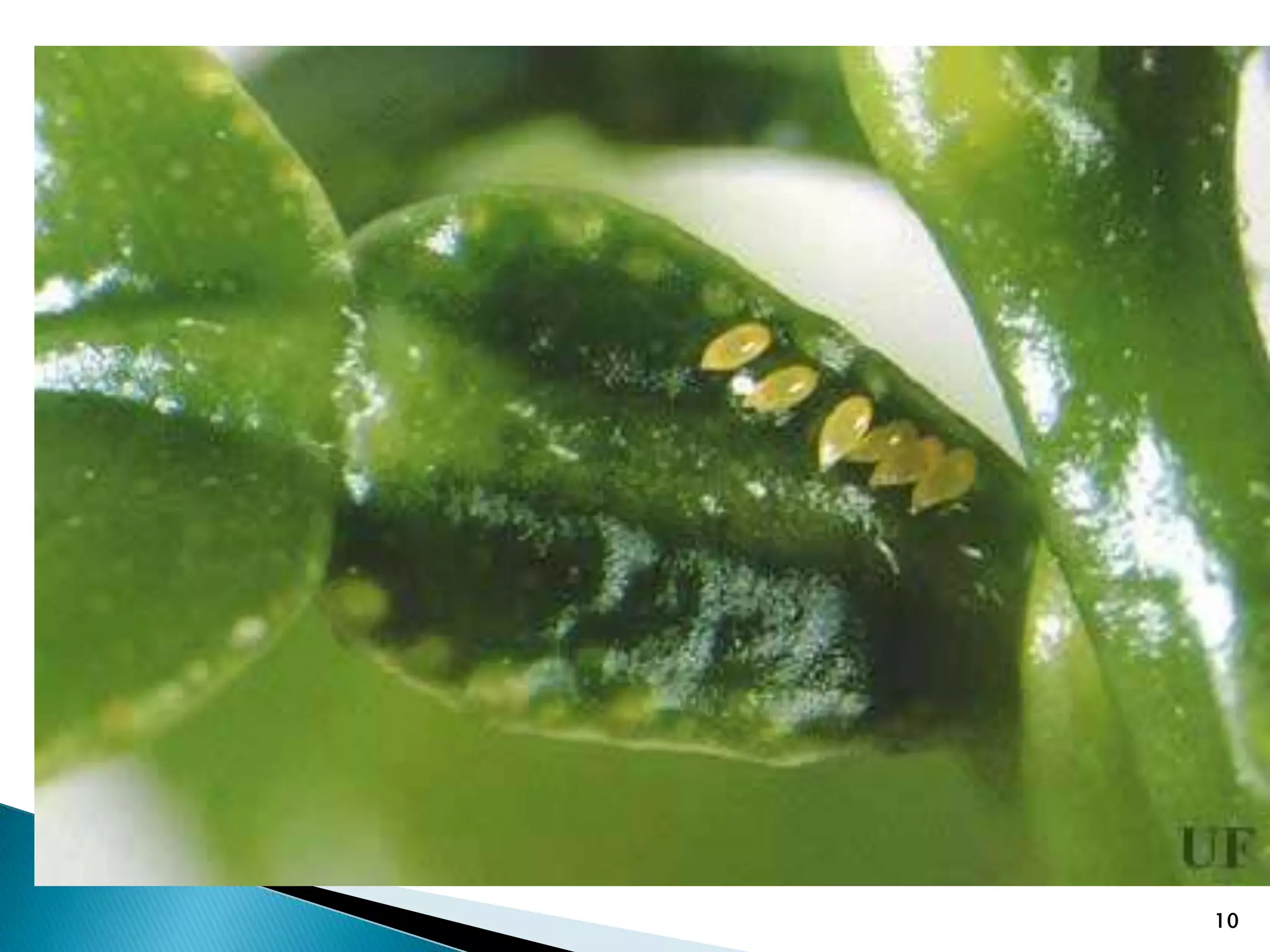 Insect pests of citrus Pakistan citrus psylla Leaf Miner Cirus ...