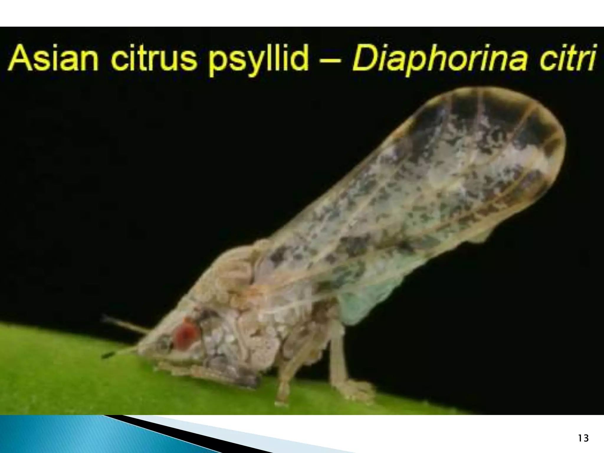 Insect pests of citrus Pakistan citrus psylla Leaf Miner Cirus ...