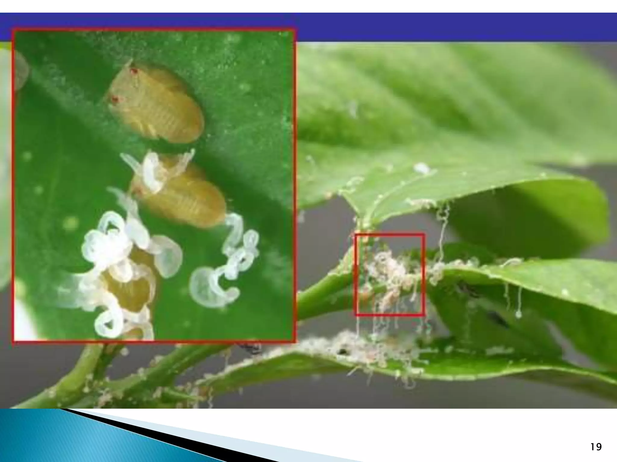 Insect pests of citrus Pakistan citrus psylla Leaf Miner Cirus ...