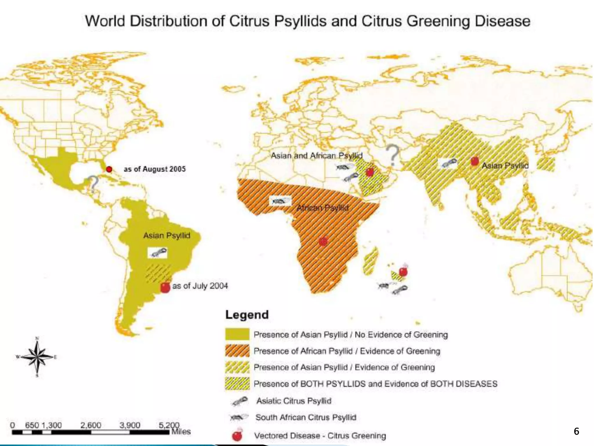 Insect pests of citrus Pakistan citrus psylla Leaf Miner Cirus ...