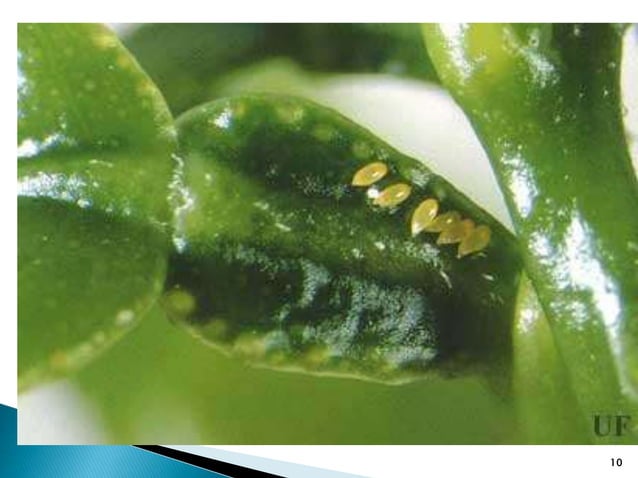 Insect pests of citrus Pakistan citrus psylla Leaf Miner Cirus ...