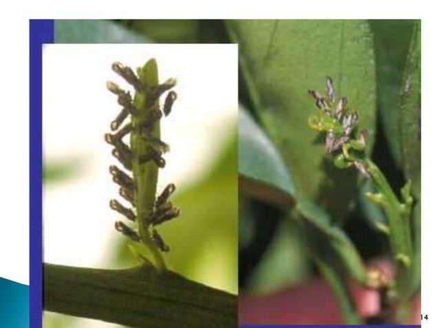 Insect pests of citrus Pakistan citrus psylla Leaf Miner Cirus ...
