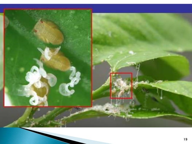 Insect pests of citrus Pakistan citrus psylla Leaf Miner Cirus ...