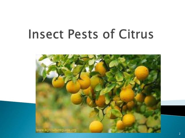 Insect pests of citrus Pakistan citrus psylla Leaf Miner Cirus ...