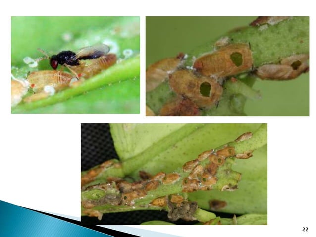 Insect pests of citrus Pakistan citrus psylla Leaf Miner Cirus ...