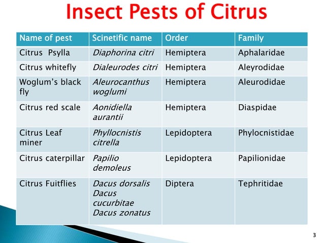 Insect pests of citrus Pakistan citrus psylla Leaf Miner Cirus ...