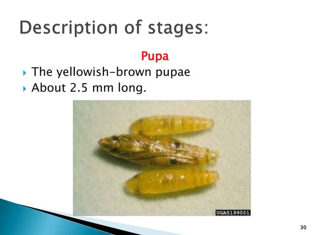 Insect pests of citrus Pakistan citrus psylla Leaf Miner Cirus ...