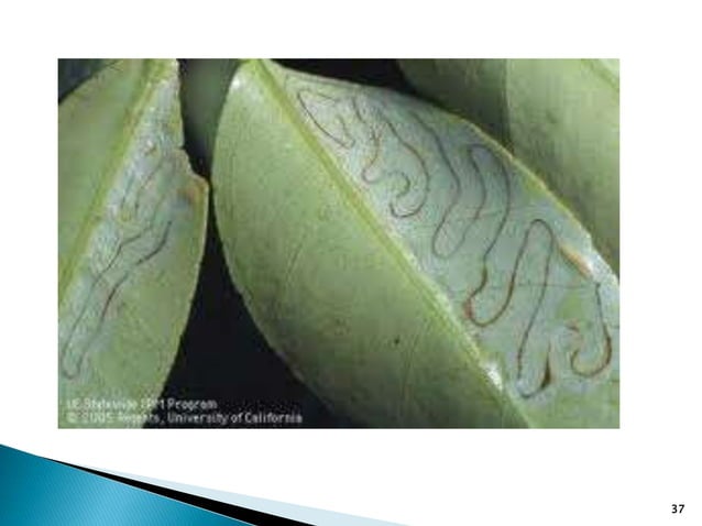 Insect pests of citrus Pakistan citrus psylla Leaf Miner Cirus ...