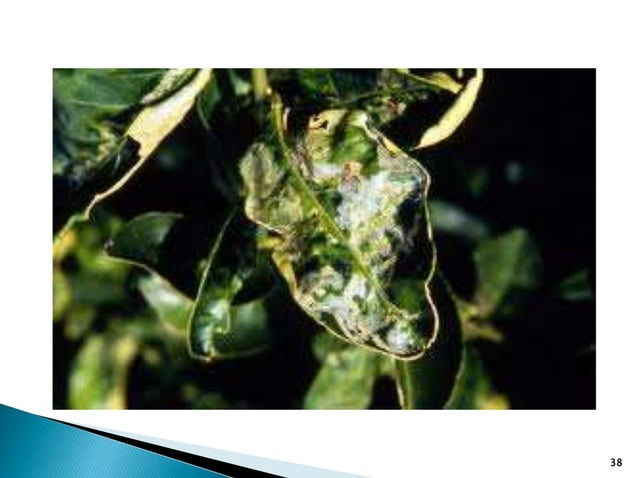 Insect pests of citrus Pakistan citrus psylla Leaf Miner Cirus ...